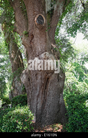 Live oak (Quercus virginiana) trunks and limbs sculpted by wind ...
