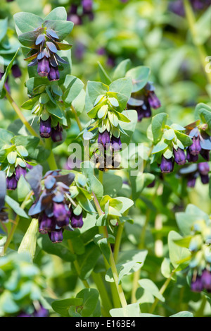 Flowers of Cerinthe major 'Purpurascens' Stock Photo - Alamy