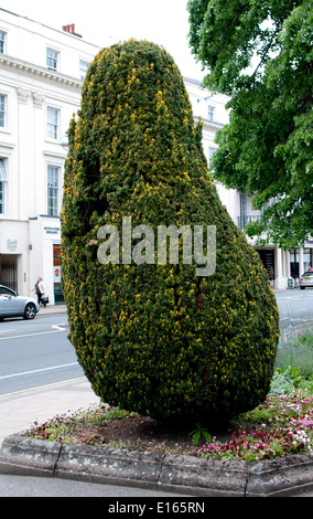 A clipped Yew tree at Leamington Spa railway station, Warwickshire ...