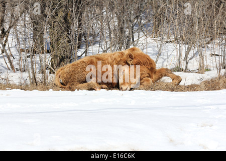 Young bull having a nap on some straw in the sun surrounded by snow ...