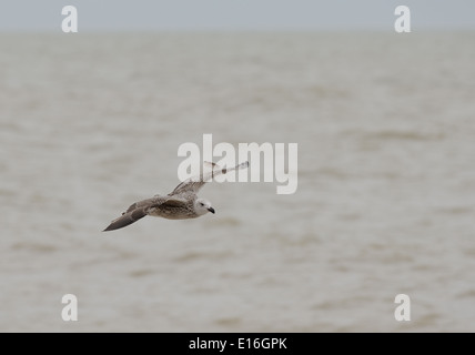 Seagull with broken wing Stock Photo: 18339421 - Alamy