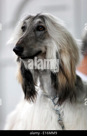 Afghan Hound, Portrait of Adult Stock Photo - Alamy