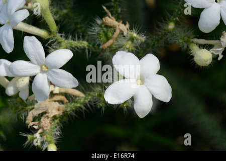 Texas Bull Nettle (Cnidoscolus texanus) Plantae Stock Photo - Alamy