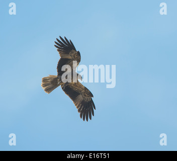 Whistling kite flying in the sky Stock Photo - Alamy