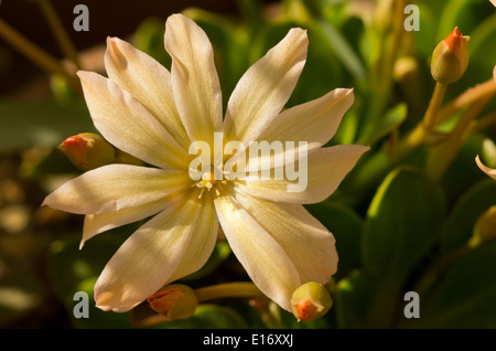 Flowers of Lewisia tweedyi Stock Photo - Alamy