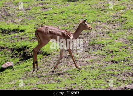Impala doe (Aepyceros melampus) running in Serengeti National Park ...