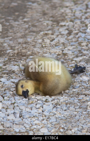 Canada goose Gosling Stock Photo - Alamy