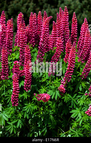 Lupinus 'Red Rum' Garden lupine Stock Photo - Alamy