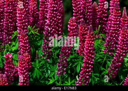 Lupinus 'Red Rum' Garden lupine Stock Photo - Alamy