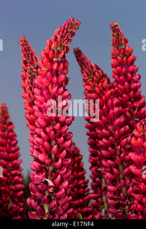 Lupinus 'Red Rum' Garden lupine Stock Photo - Alamy