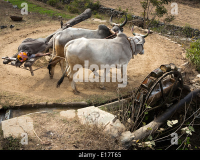 Persian wheel system of water irrigation Stock Photo: 32366422 - Alamy