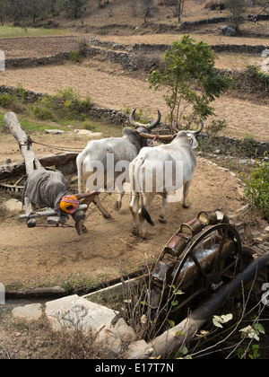 India, Rajasthan, Rajasthani farmer asleep on rehat bullock powered ...