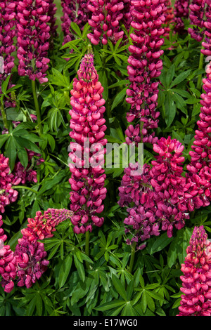 Lupinus 'Red Rum' Garden lupine Stock Photo - Alamy