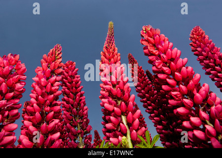 Lupinus 'Red Rum' Garden lupine Stock Photo - Alamy