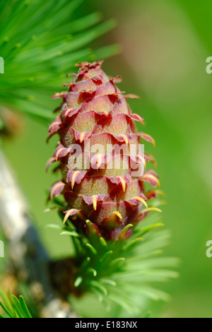 Ovulate cone (strobile) of larch tree, spring, May Stock Photo - Alamy