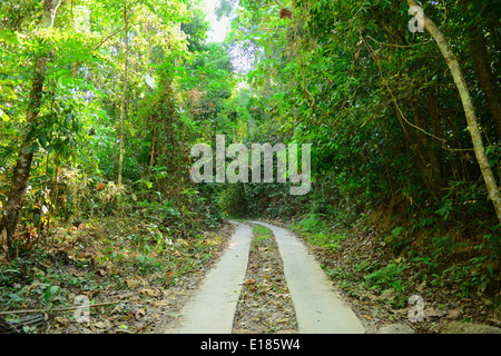 Winding Forest Path Stock Photo - Alamy