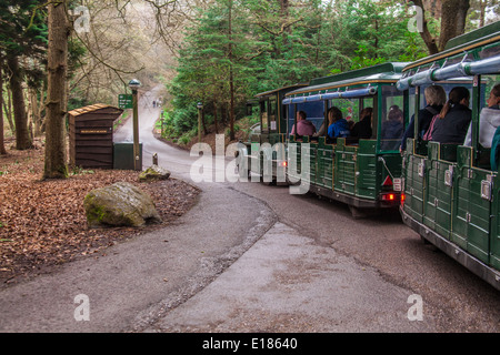 The land train at Center Parcs , Longleat, Wiltshire, England, United ...