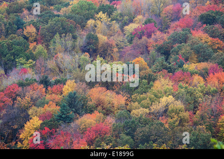 Multicolor autumn fall foliage on the trees and bushes Stock Photo - Alamy