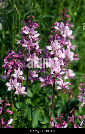 Pink Gas Plant Dictamnus albus 'Purpureus' close up flower Vein Veins ...