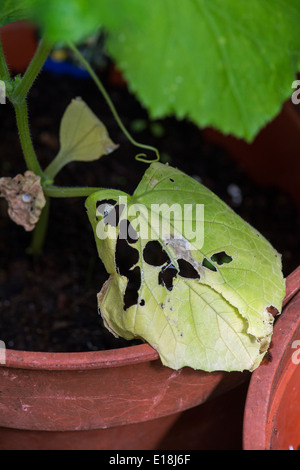 Snail on the leaf. Damage to the garden and create dirt Stock Photo - Alamy