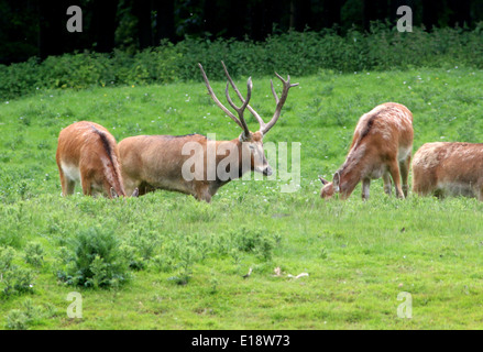 Stag and doe among a group of Père David's deer (Elaphurus davidianus ...