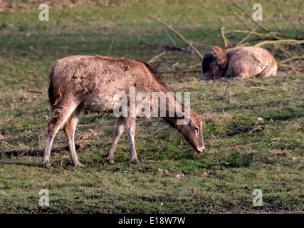 Group of Père David's deer (Elaphurus davidianus) feeding in the Haute ...