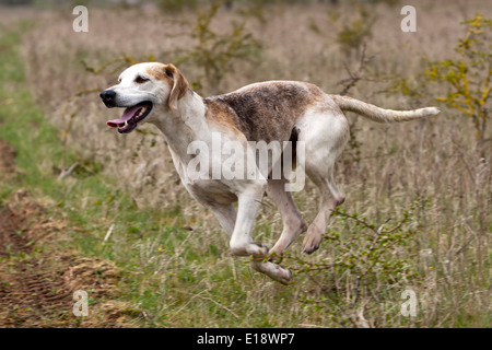 Foxhound running in field Stock Photo - Alamy