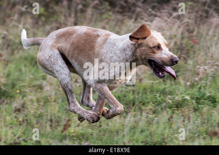 Foxhound running in field Stock Photo - Alamy
