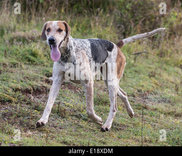 Dog running in field and chasing at full speed on competition straight ...