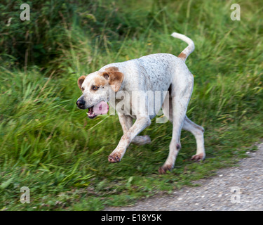 Foxhound running in field Stock Photo - Alamy