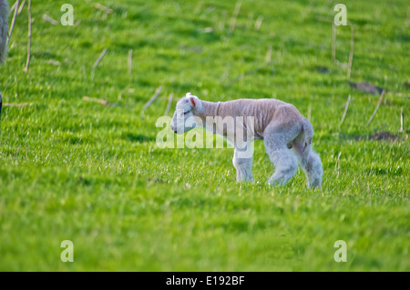 white lamb on its own in green grass field Stock Photo - Alamy