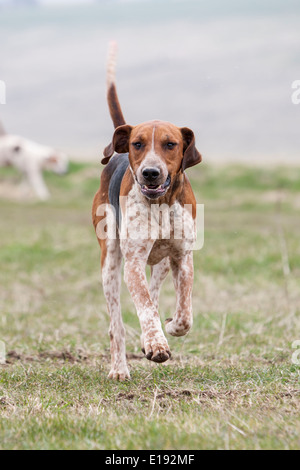 Foxhound running in field Stock Photo - Alamy