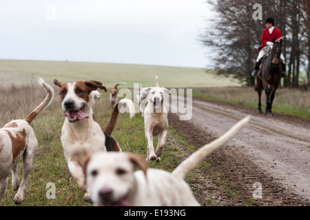 Pack of foxhounds running in field Stock Photo - Alamy