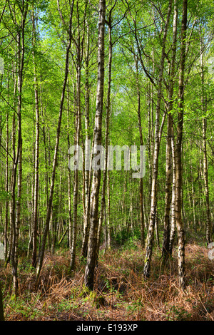 Coldwaltham, West Sussex Stock Photo - Alamy