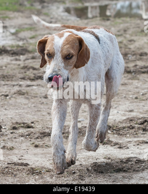 Foxhound running in field Stock Photo - Alamy