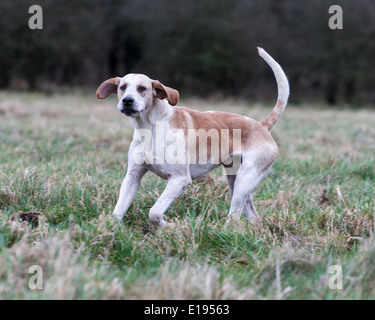 Foxhound running in field Stock Photo - Alamy