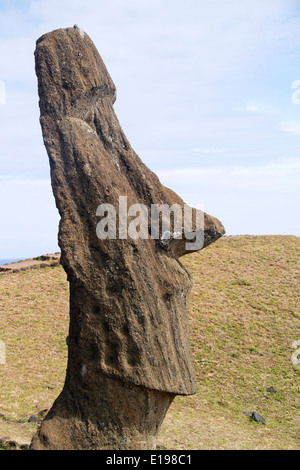 Statue called moai carved from volcanic tuff rock at the quarry on the ...