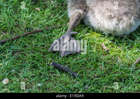 Close-up view of goose foot resting on man's finger, showing detail of ...