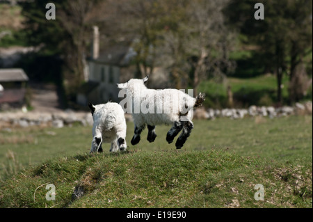 New born lambs frolicking in a field Stock Photo - Alamy