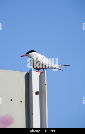 Sterna hirundo, common tern Stock Photo - Alamy