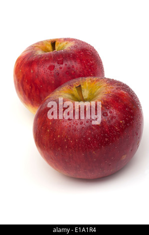 Malus domestica Red Topaz, Malus domestica 'Red Topaz' Stock Photo - Alamy