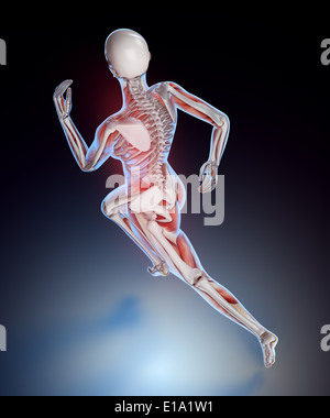 Female runner anatomy - sports medicine illustration Stock Photo - Alamy
