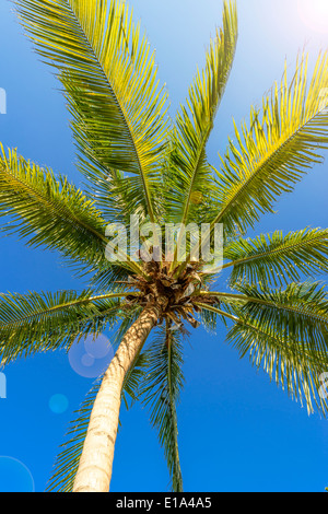 Low angle view of coconut palm trees against cloudy sky Stock Photo - Alamy