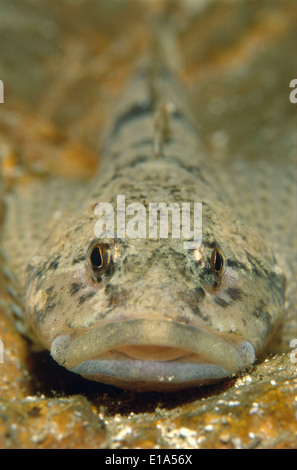 European bullhead fish (Cottus gobio). A freshwater fish photographed ...