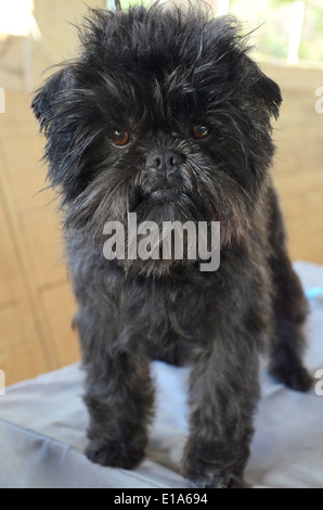 The Affenpinscher (translated from German as Monkey-Terrier) is a peppy ...