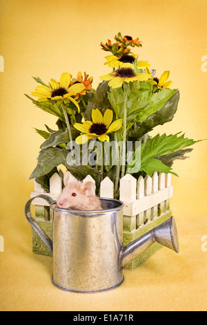 Mouse in watering can with flowers on yellow background Stock Photo - Alamy