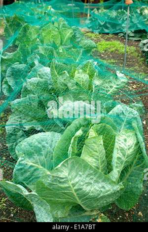 Crop Protection Netting over Brassicas supported plastic flower pots on ...