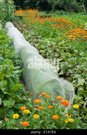 Protecting carrots using fine mesh netting and companion planting Stock ...
