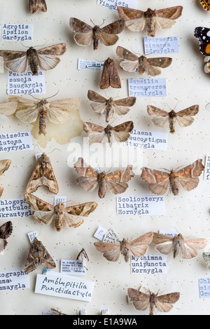 Framed insect collection, Reykjavik, Iceland Stock Photo - Alamy