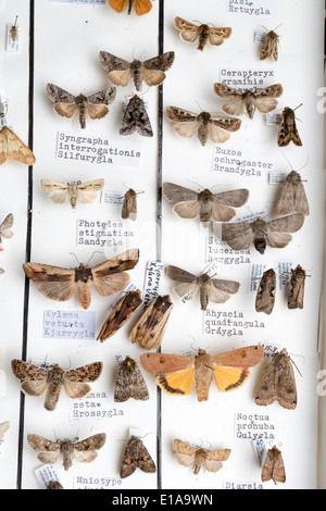 Framed insect collection, Reykjavik, Iceland Stock Photo - Alamy